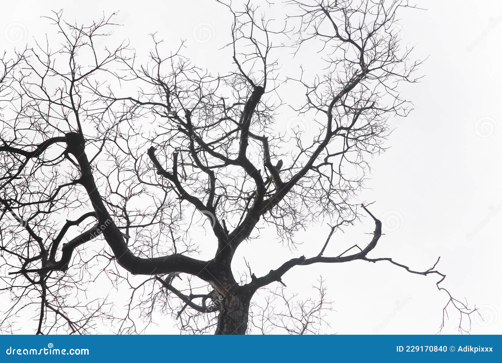 Dry dead twigs, isolated stock photo. Image of nature - 229170840