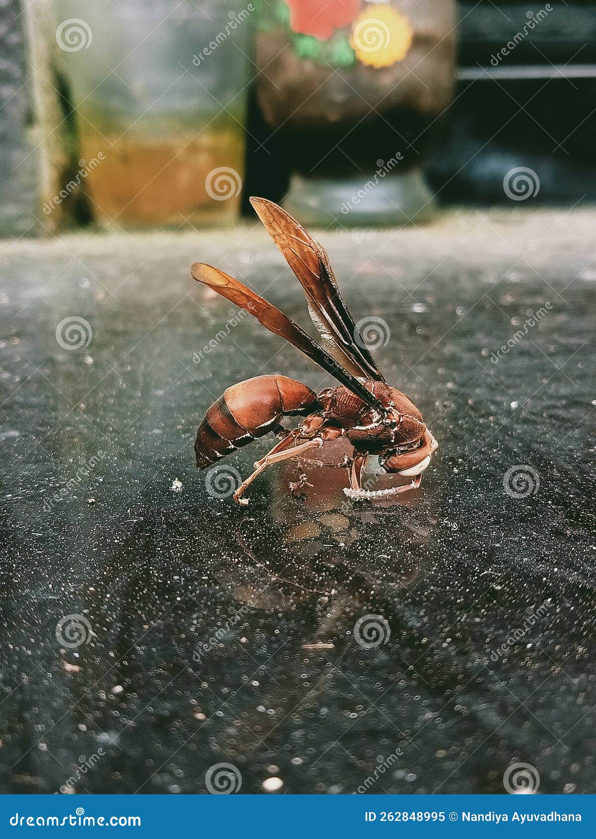 Dry Dead Wasp stock image. Image of fish, soil, arthropod - 262848995