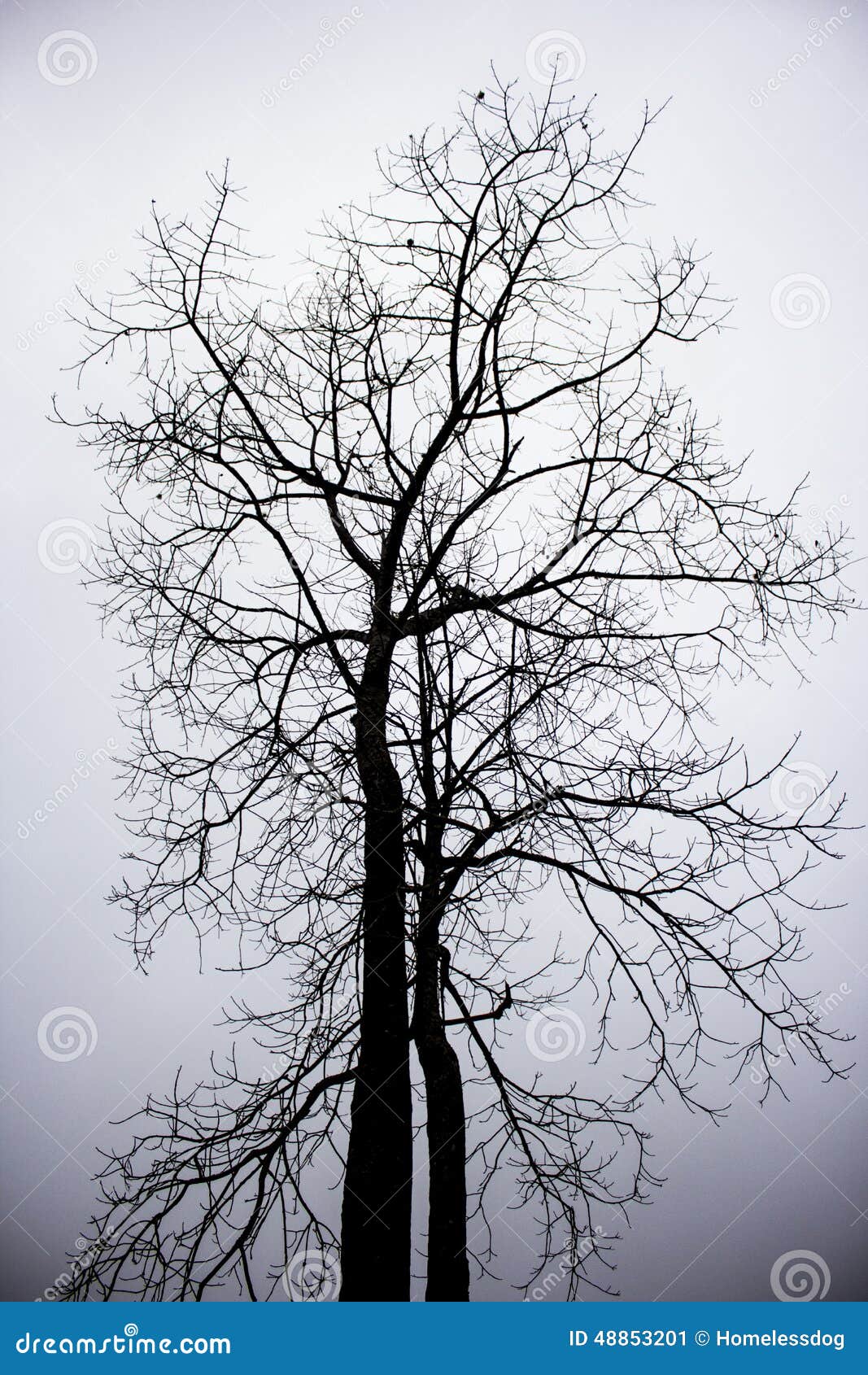 Dry death tree stock image. Image of beams, beginning - 48853201
