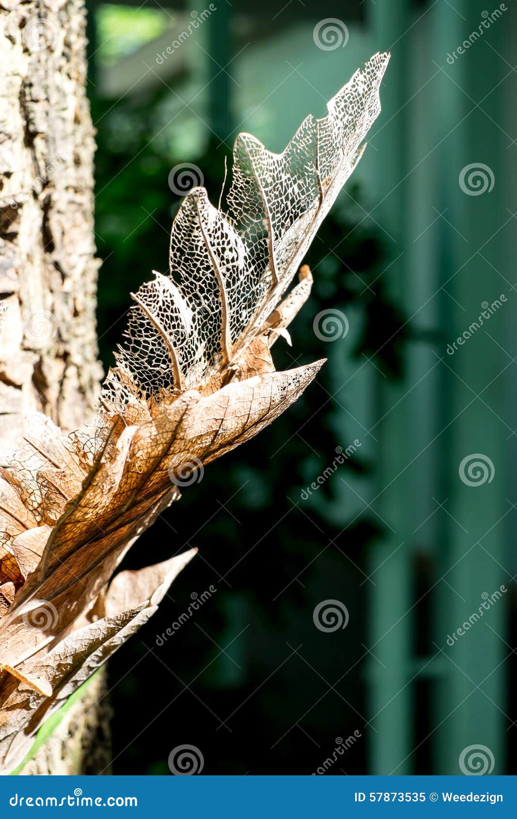 Dry decay brown leaf stock image. Image of dead, decompose - 57873535