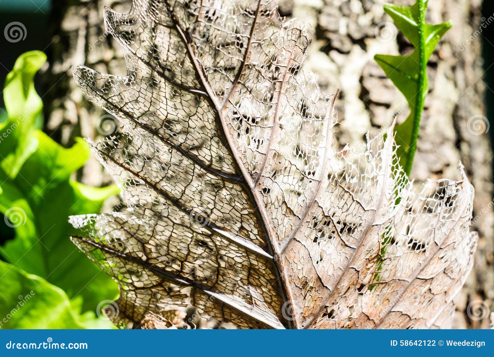 Dry decay brown leaf stock photo. Image of leaf, decompose - 58642122