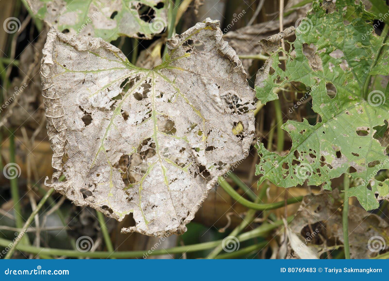 Dry and Decay Leaves stock image. Image of leaves, expired - 80769483