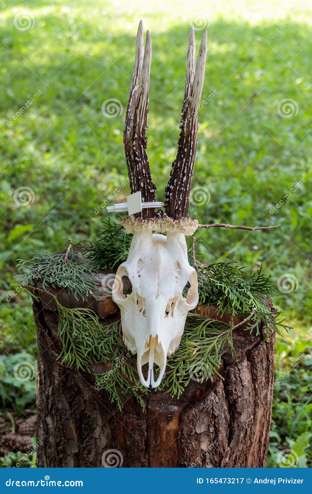 Dry Deer Antlers Attached To the Skull on a Tree Trunk Stock Image ...