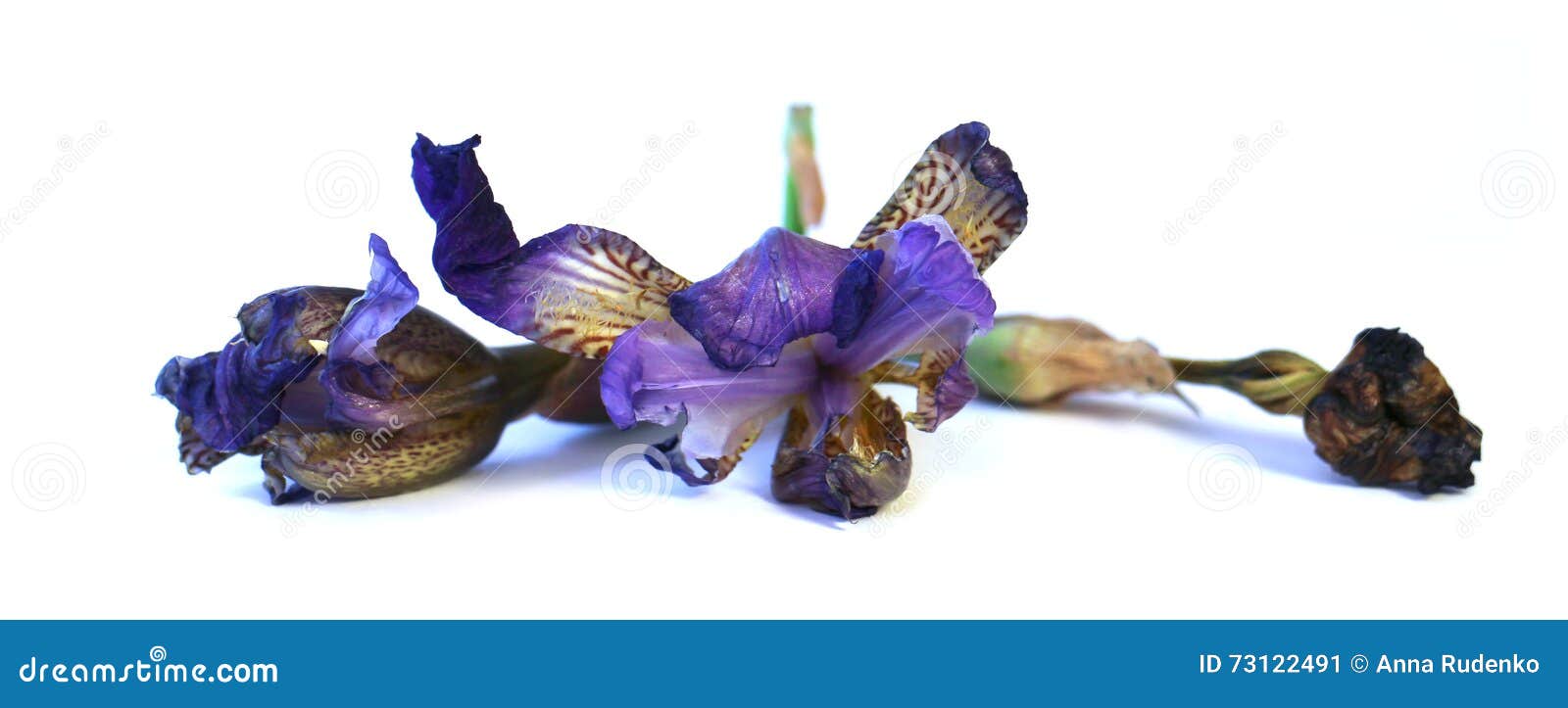 Dry Delicate Flowers, Leaves and Petals of Pressed Iris Isolate Stock ...