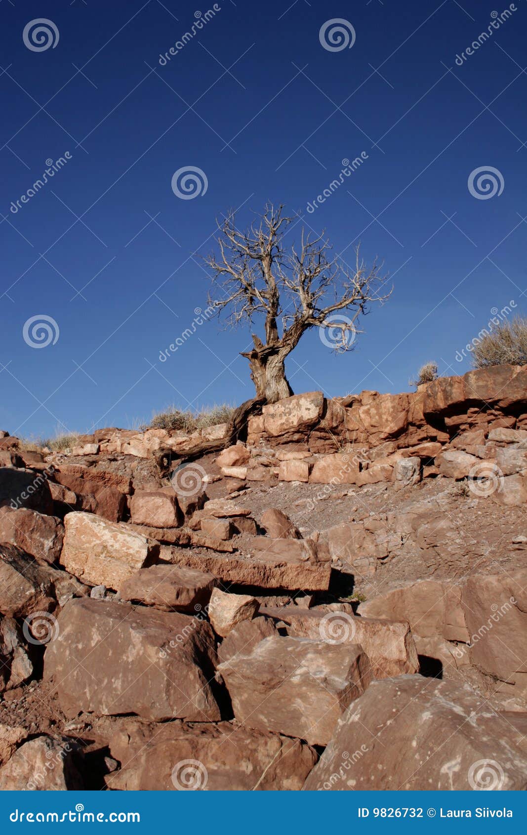 Dry Desert stock photo. Image of desert, tree, climate - 9826732