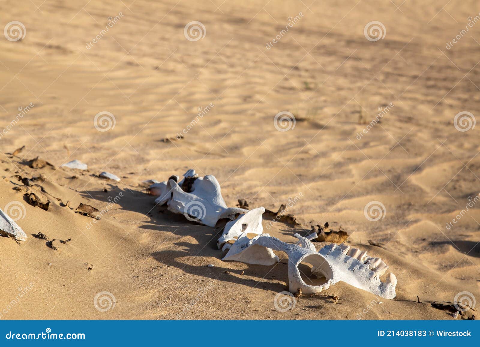 Dry Desert with Animal Bones Stock Image - Image of wild, abandoned ...