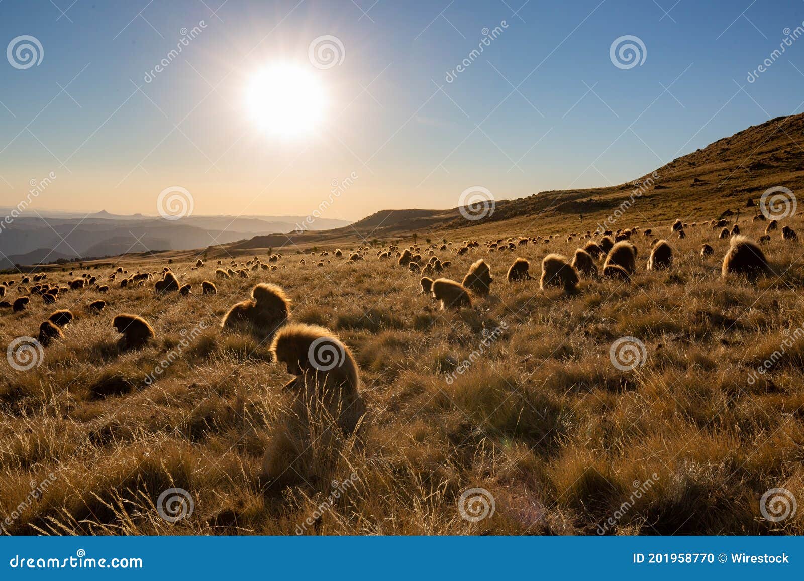 Dry Desert of a Group of Baboon Monkeys Stock Photo - Image of wildlife ...