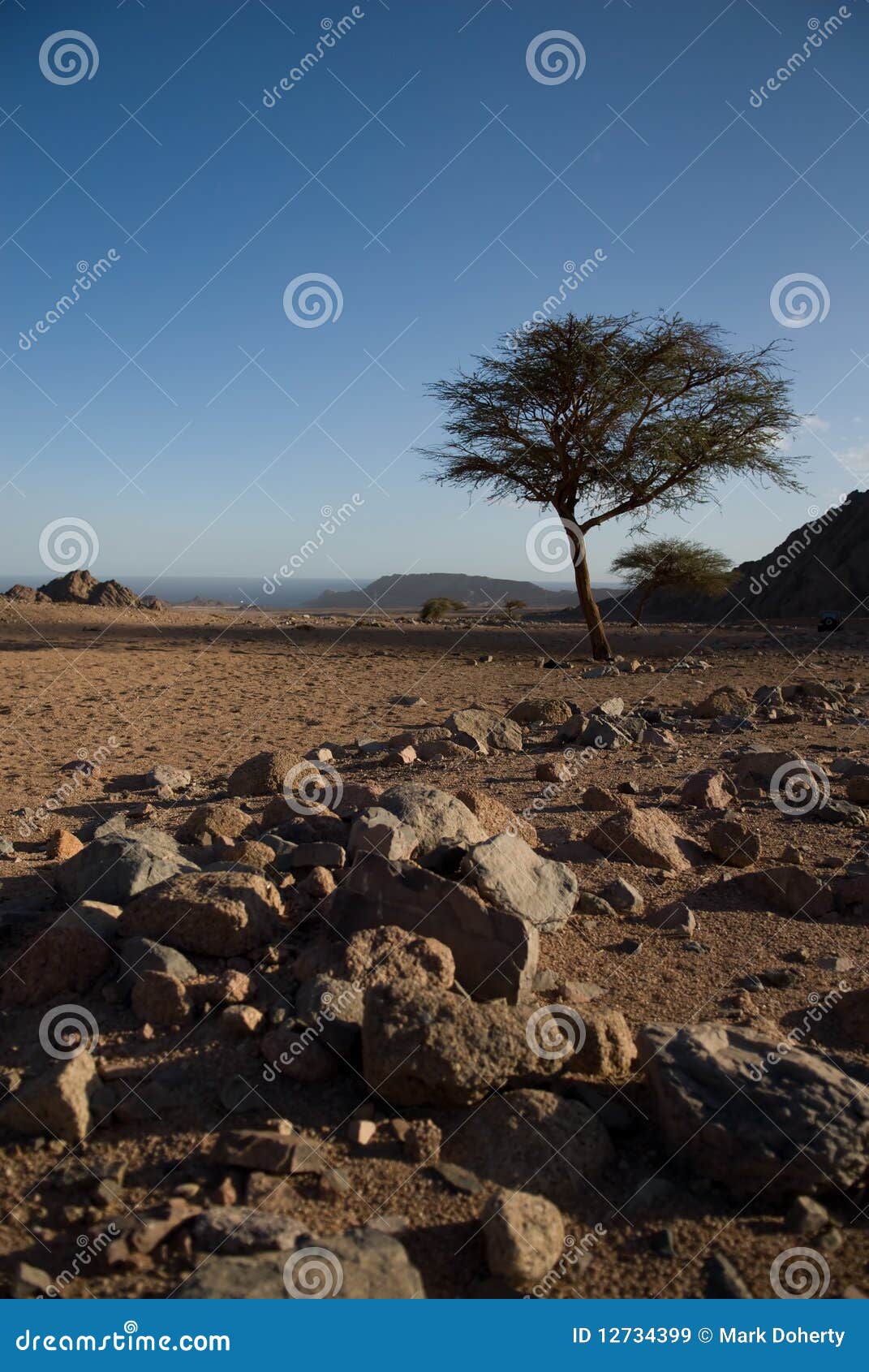Dry Desert and tree stock image. Image of geology, landscape - 12734399
