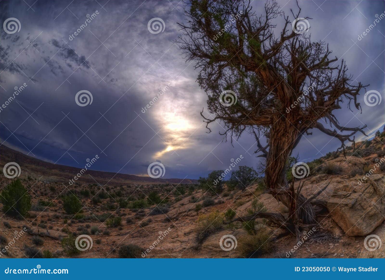 Dry Desert Tree stock photo. Image of rugged, outdoors - 23050050