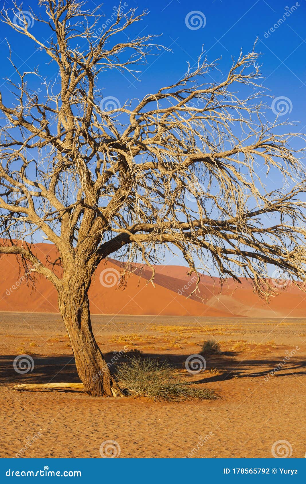 Desert tree by morning stock photo. Image of tree, plant - 178565792