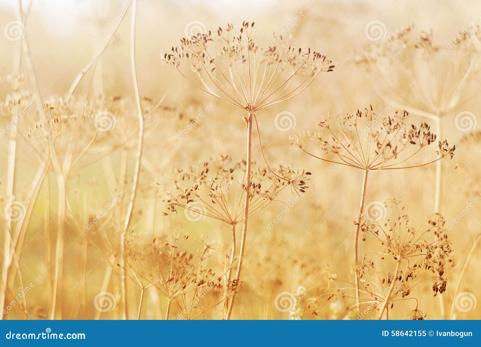 Dry dill plant on field stock image. Image of seed, yellow - 58642155