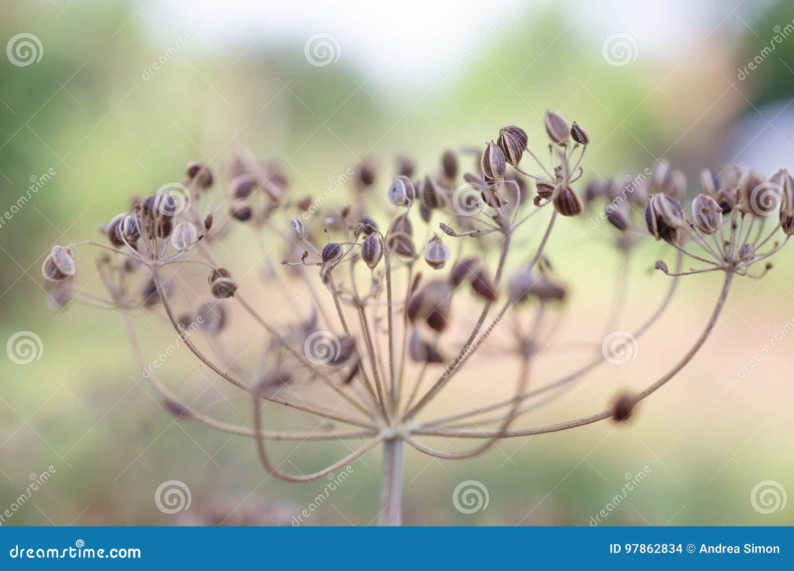 Dry dill plant stock photo. Image of macro, seed, close - 97862834