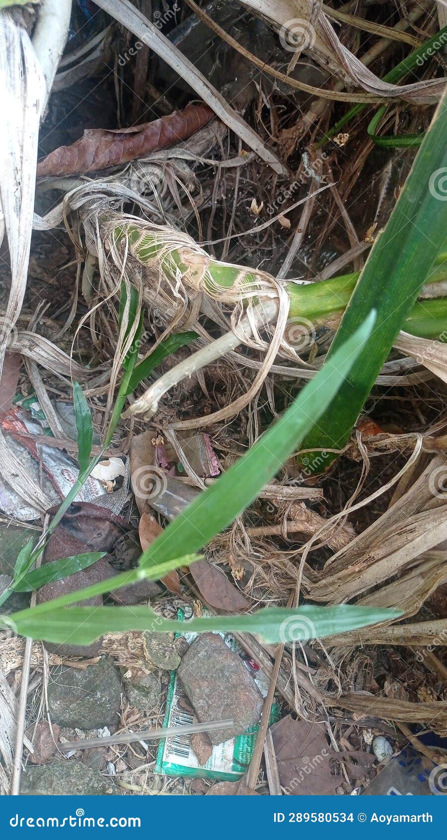 Dry dirty root stock photo. Image of pandan, root, leaf - 289580534