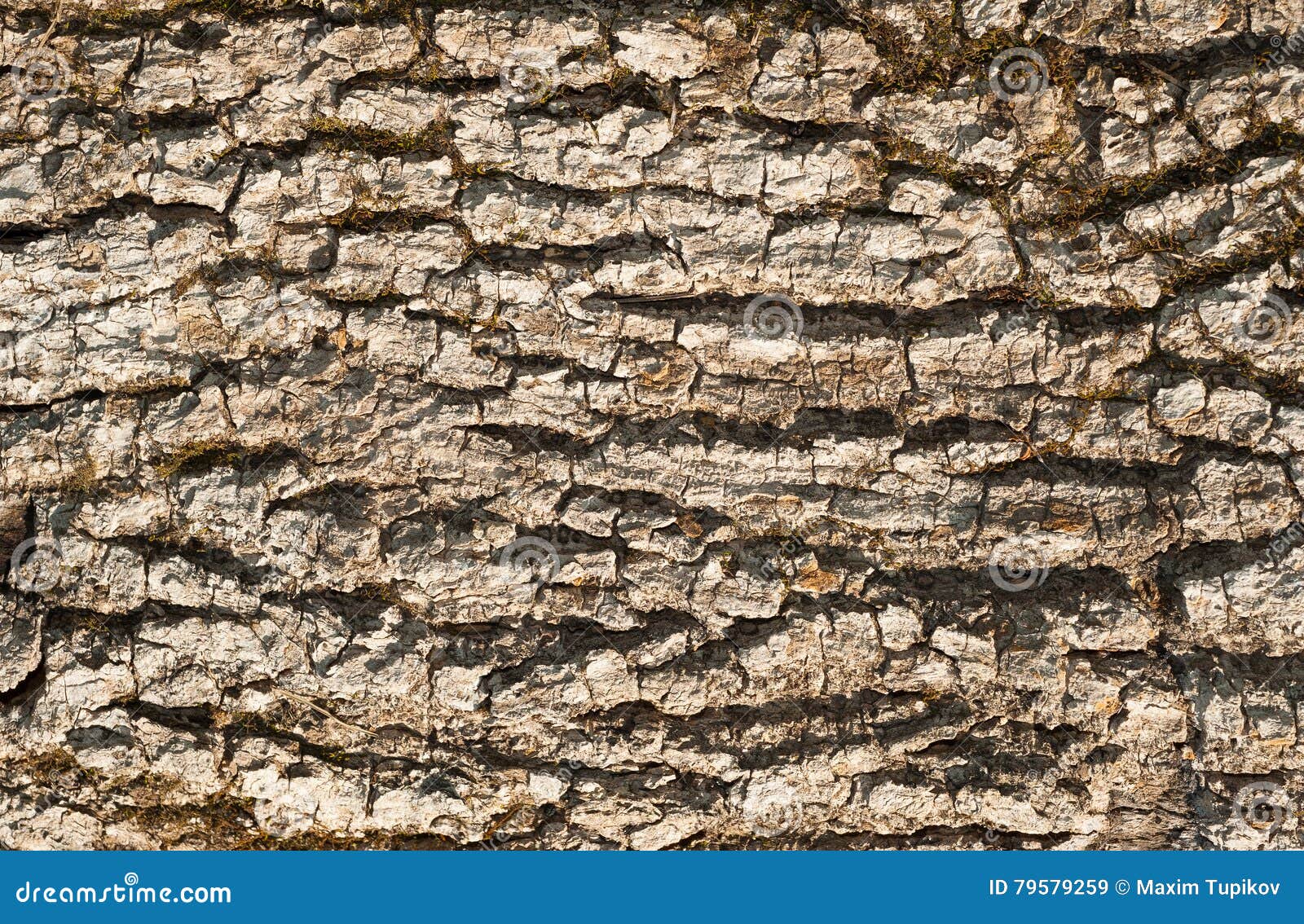 Dry driftwood bark texture stock image. Image of bleached - 79579259