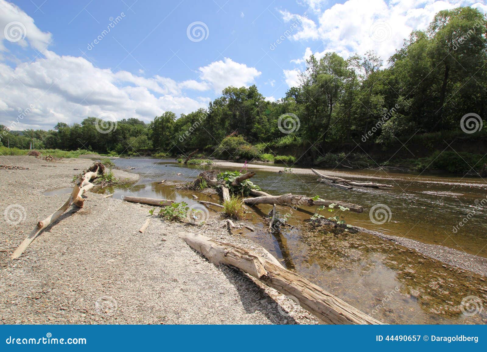 Dry Driftwood on the River Bank Stock Image - Image of summertime ...