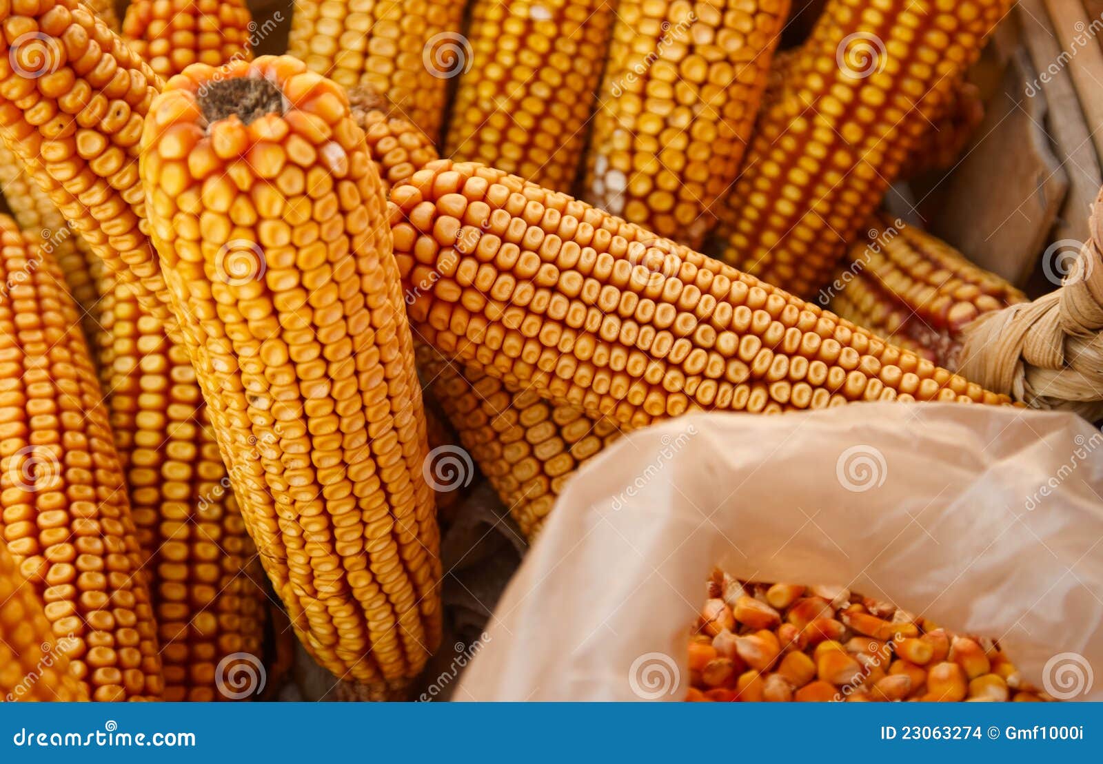 Dry ear corn stock photo. Image of healthy, golden, vegetarian - 23063274