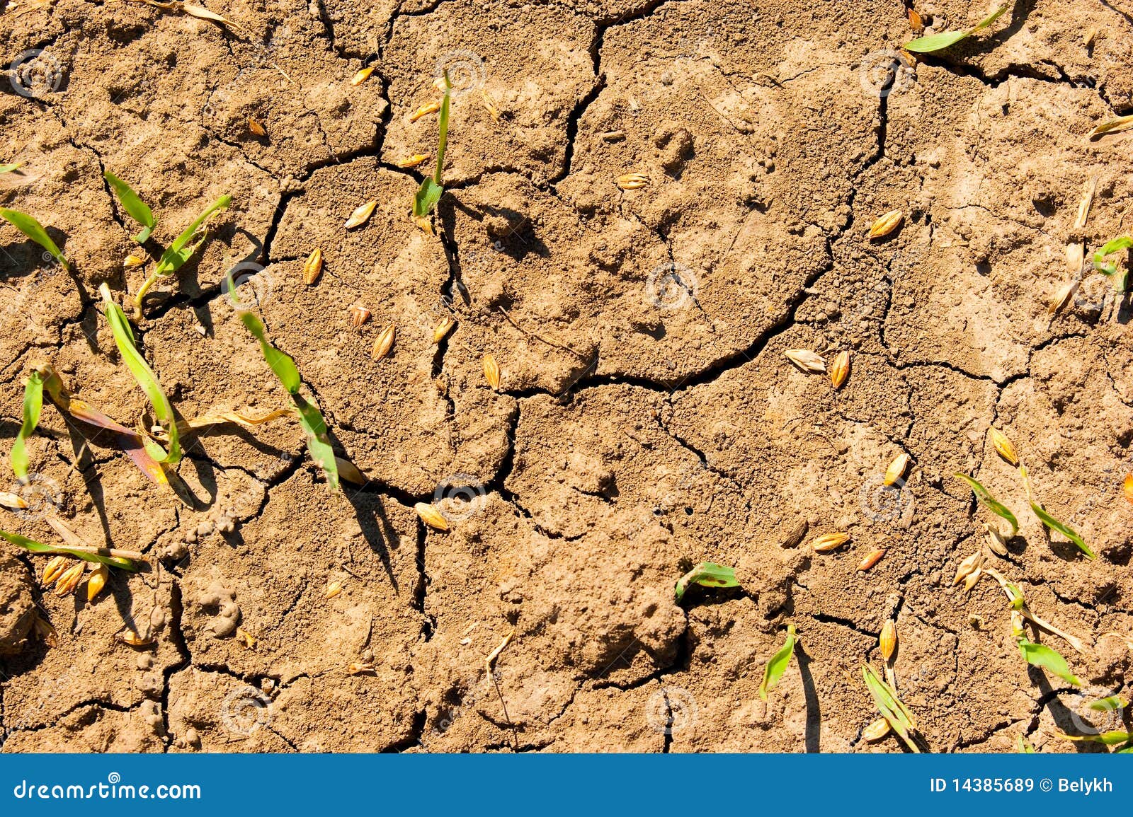 Dry earth stock image. Image of crack, earth, grass, sowing - 14385689