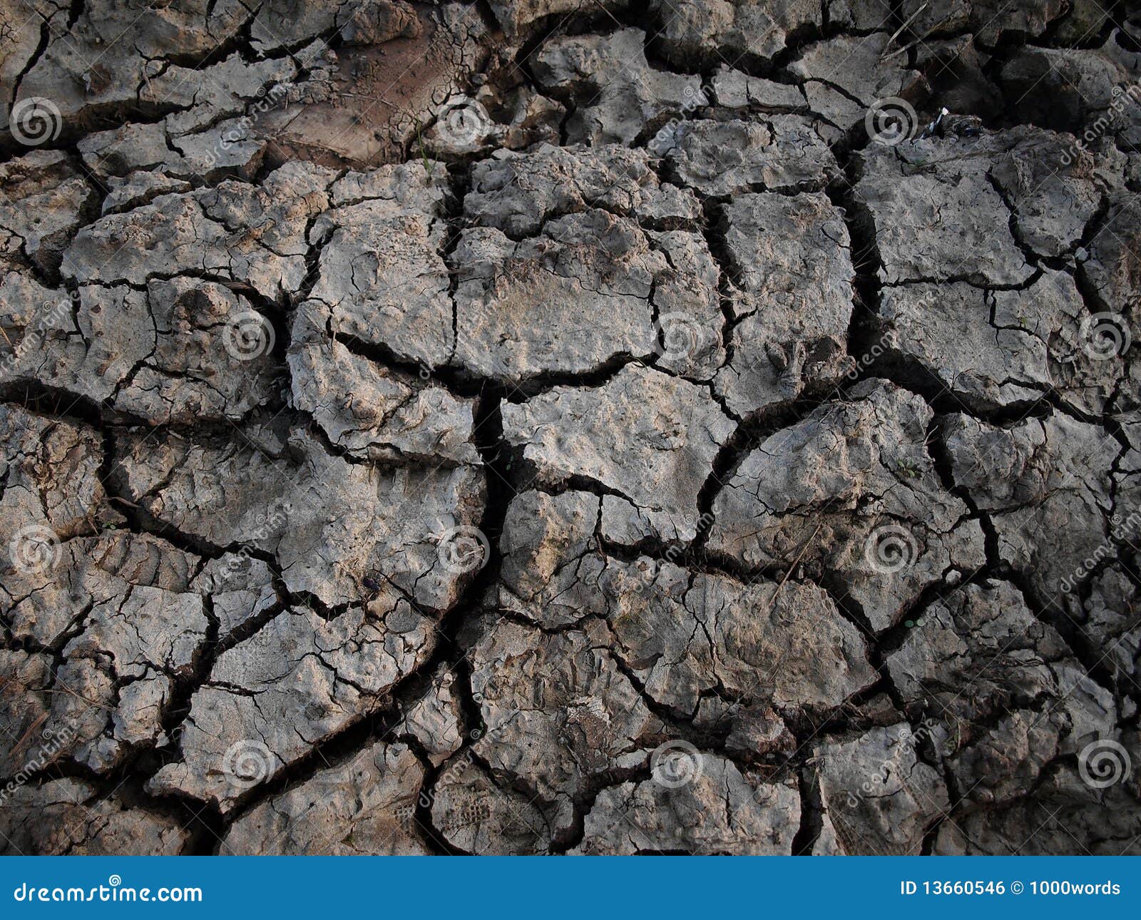 Dry Earth in a Drought stock photo. Image of deforestation - 13660546