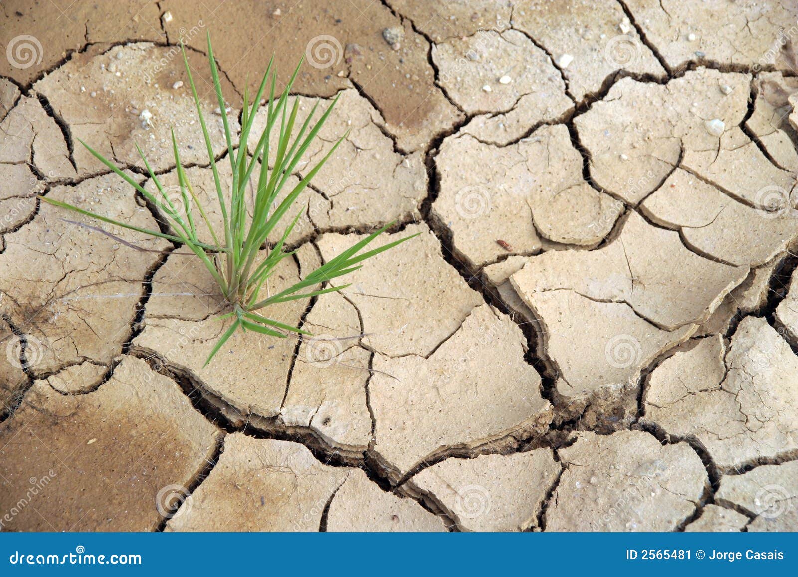 Dry earth (plant surviver) stock image. Image of ecology - 2565481