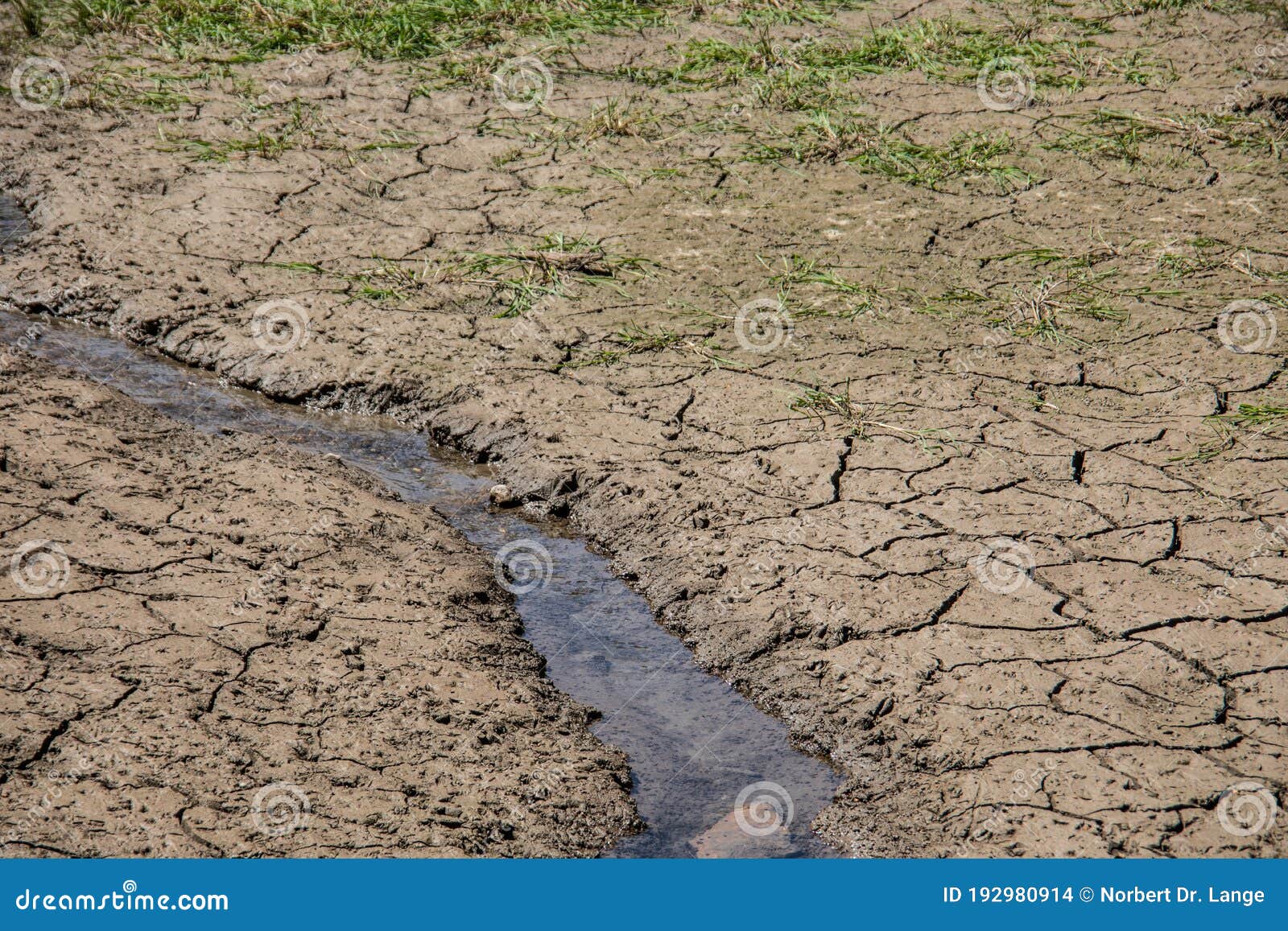 Dry earth in summer stock photo. Image of landscape - 192980914
