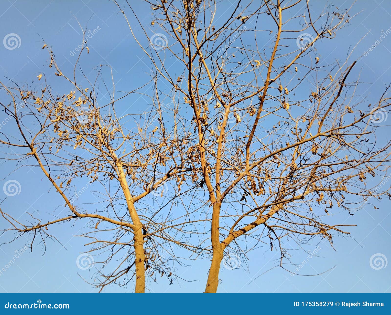 Dry Emily Tree in Spring Season Stock Image - Image of bridge, plants ...