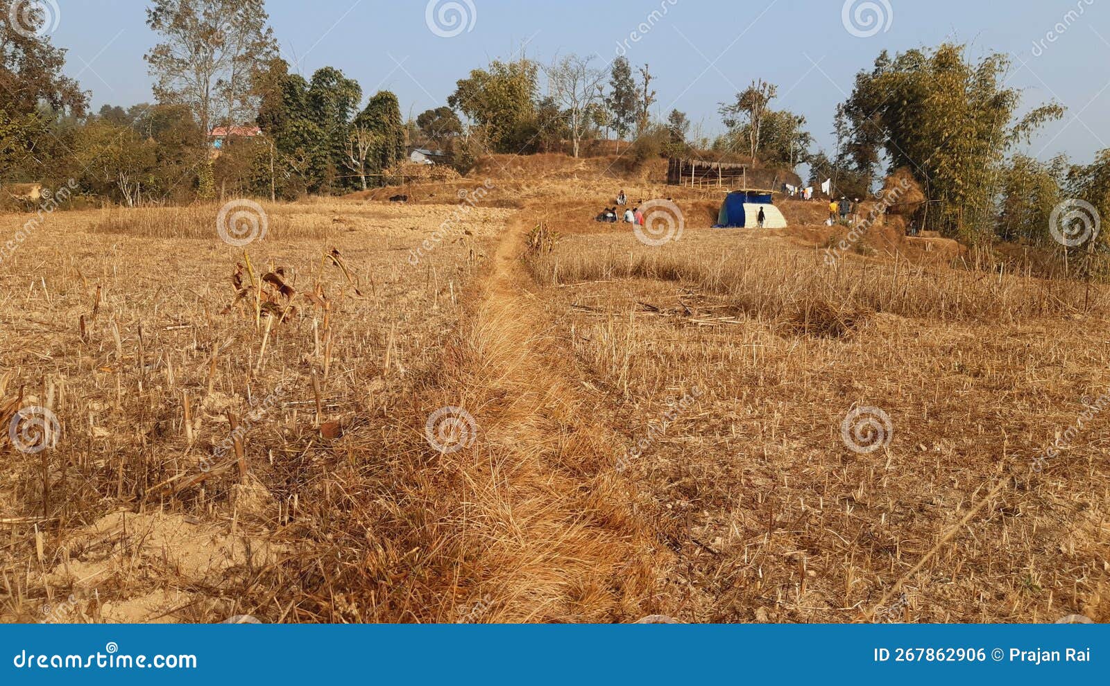 Millet Fields On The Outskirts Of Rajasthan, Bajra Fields. Green Millet ...