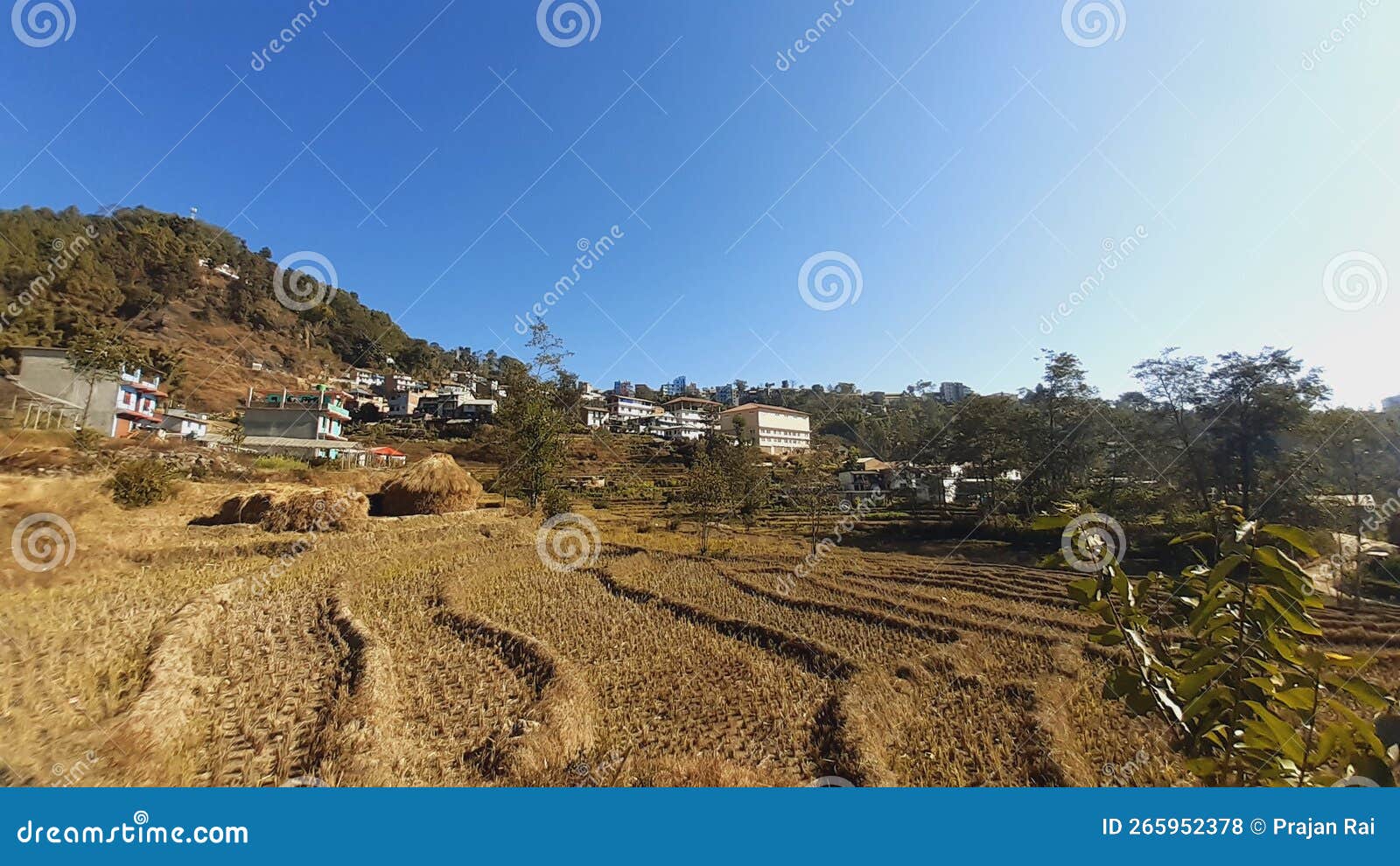 Dry and Empty Rice Fields in Nepal Stock Photo - Image of nepal ...