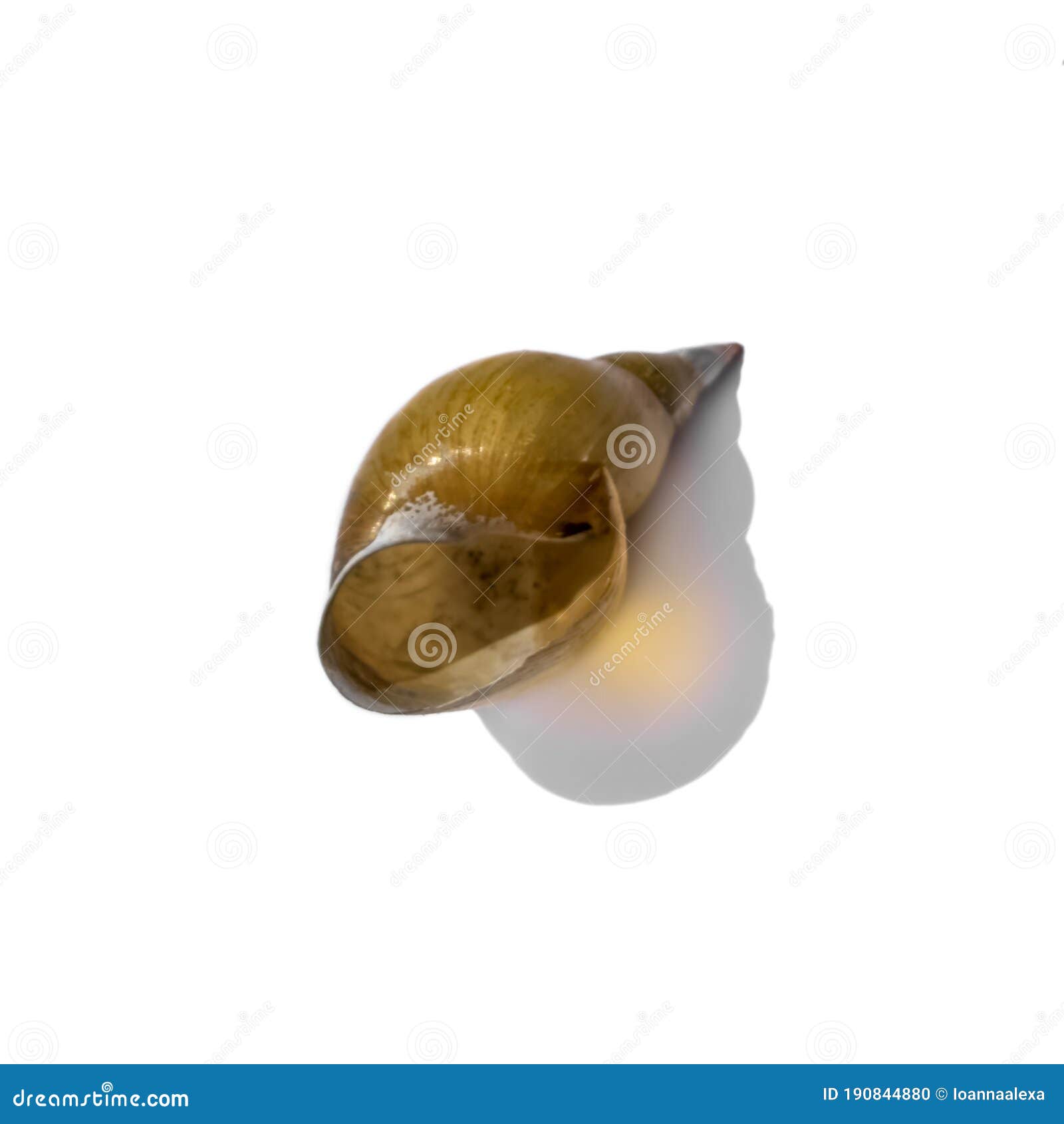 Dry Empty Shell of Freshwater Pond Snail Isolated on White Background ...