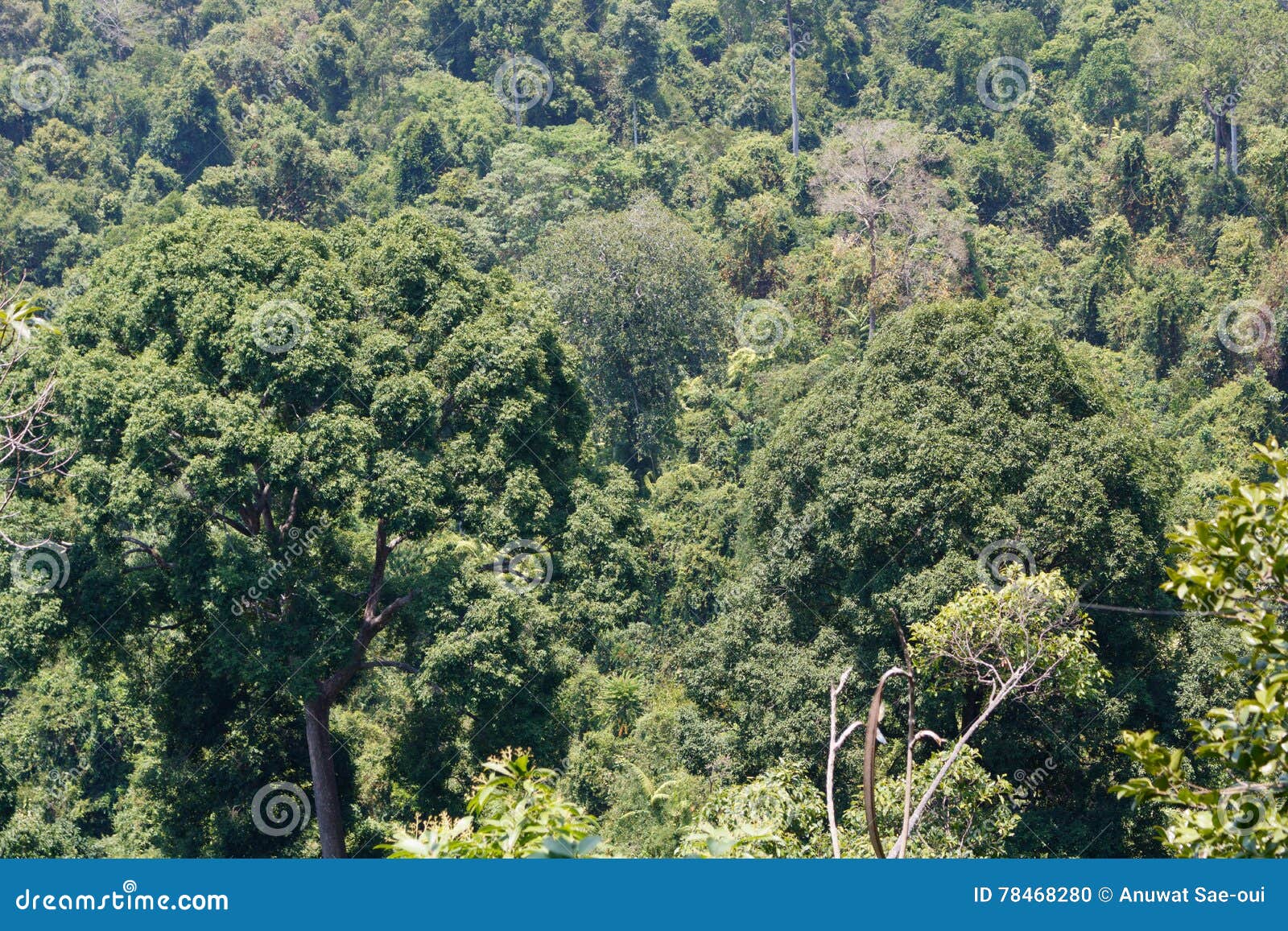Dry Evergreen Forest stock photo. Image of high, green - 78468280