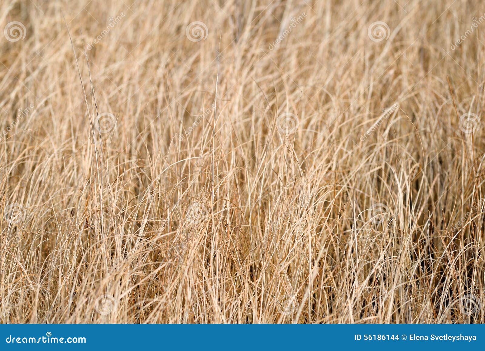 Dry Faded Grass Texture In Black And White. Royalty-Free Stock ...