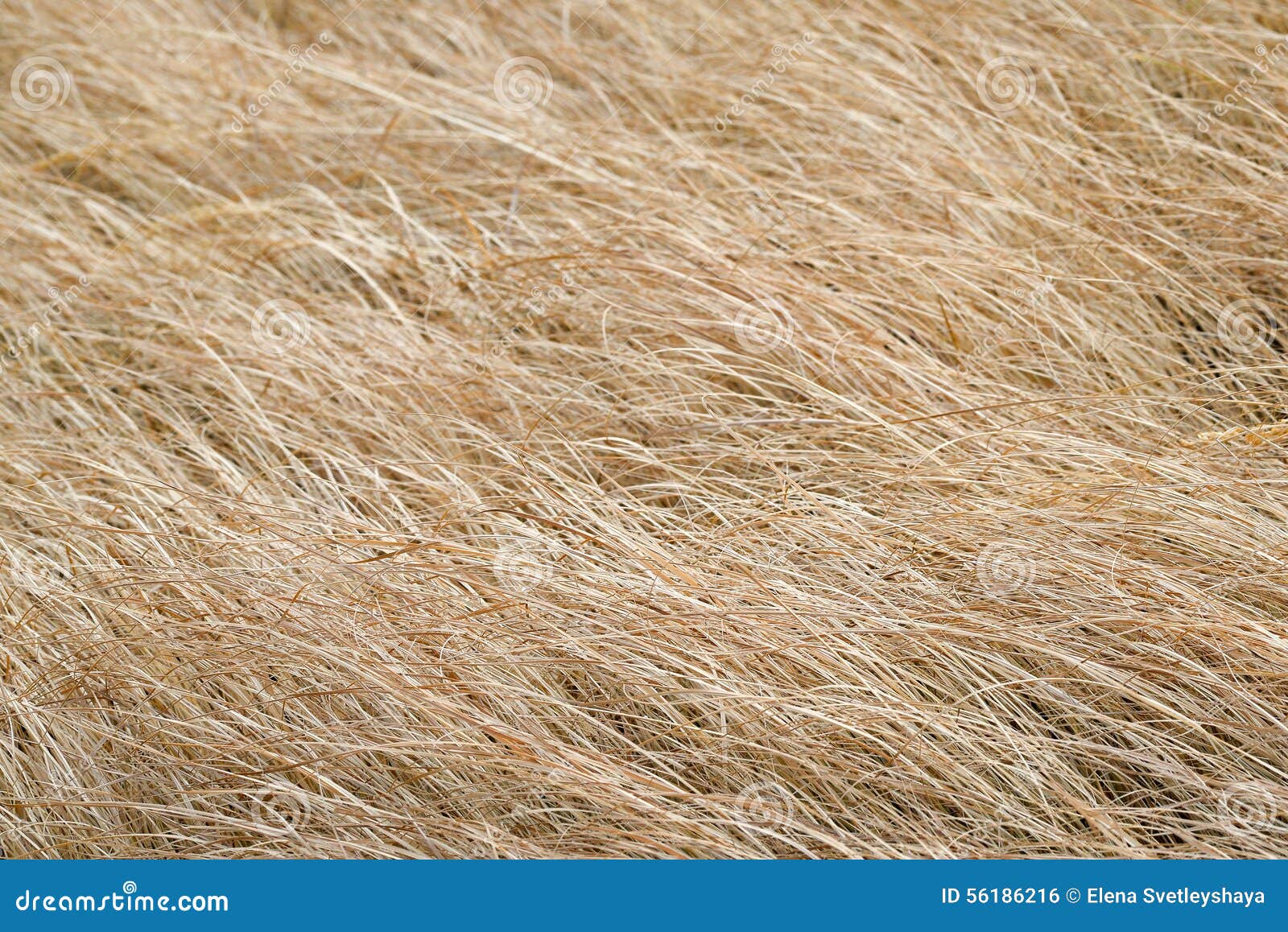 Dry faded grass stock photo. Image of beautiful, rural - 56186216