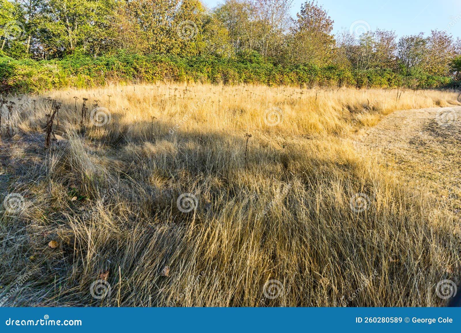 Dry Fall Grass 3 stock image. Image of plants, grass - 260280589