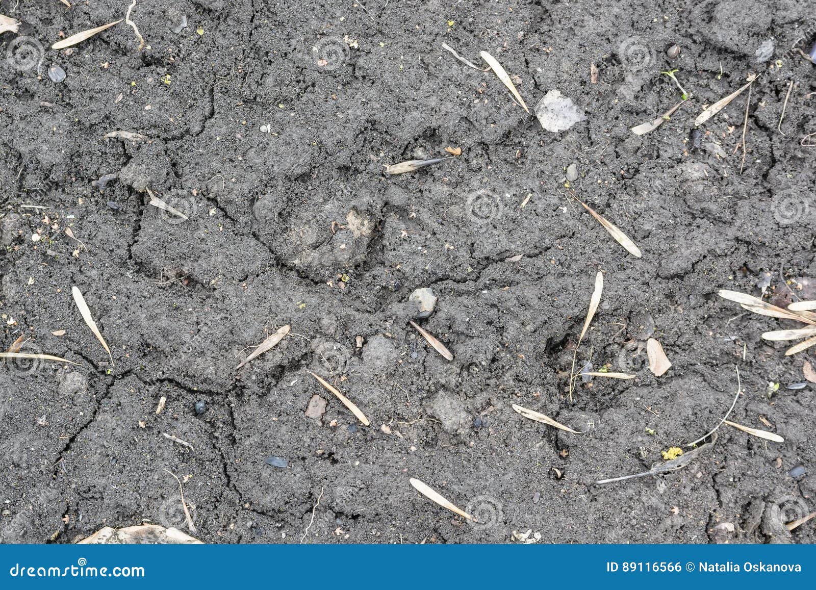 Dry Fall Ground with Some Ash Seeds Stock Photo - Image of natural ...
