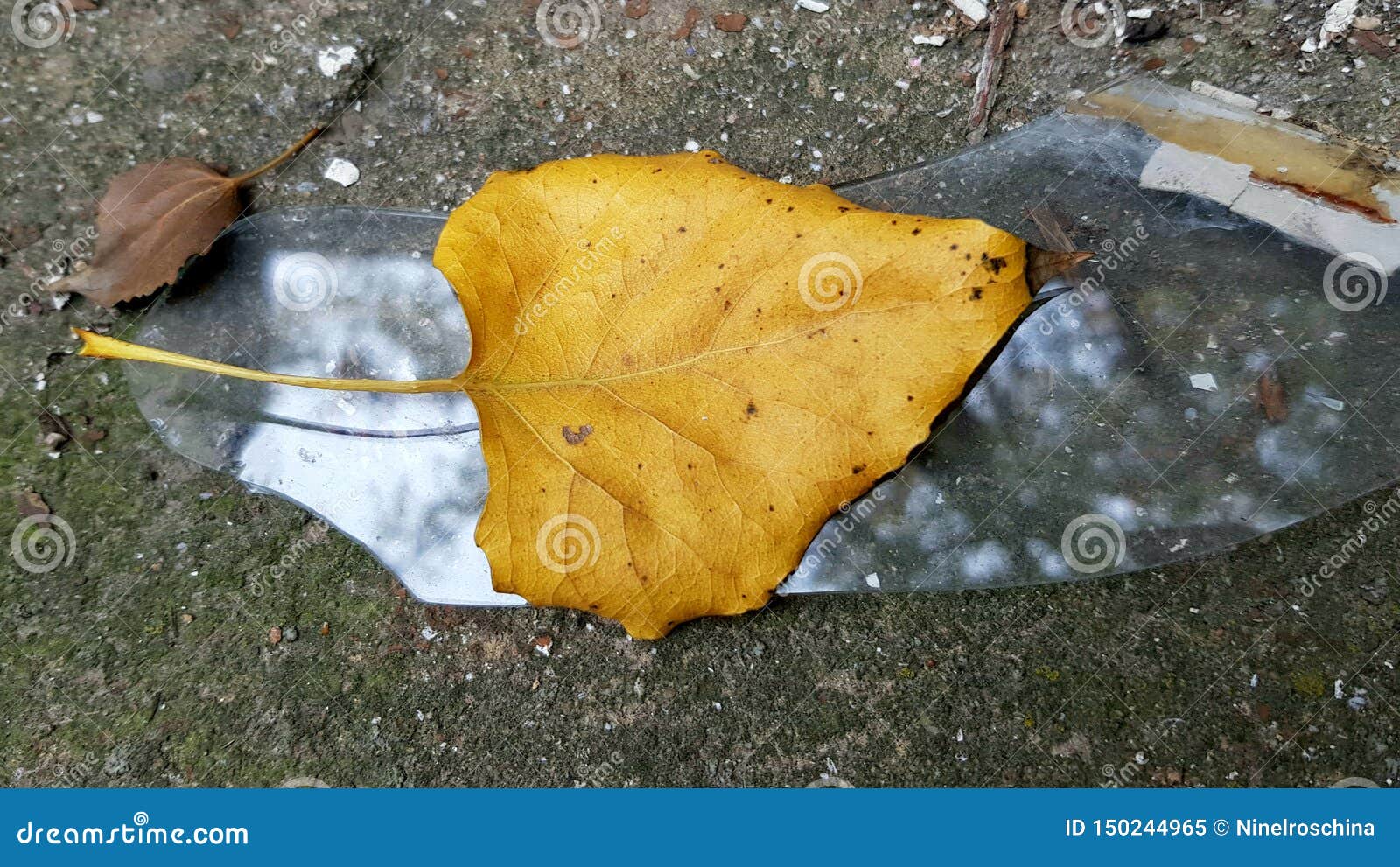 Dry Fall Leaf is Laying Atop a Piece of Broken Glass Stock Image ...