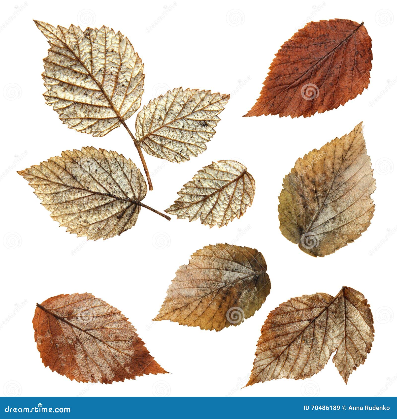 Dry Fall Leaf of Raspberry, Elements Raspberry Leaves Lay Out on Stock ...