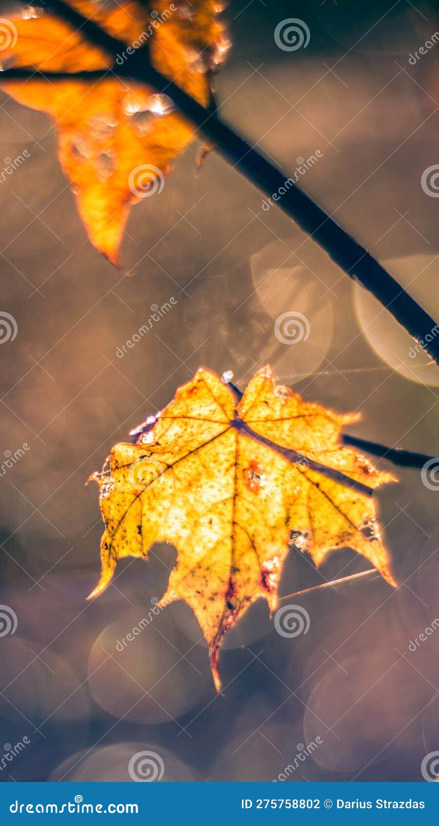 Dry fall leaves hanging on stock photo. Image of hanging - 275758802