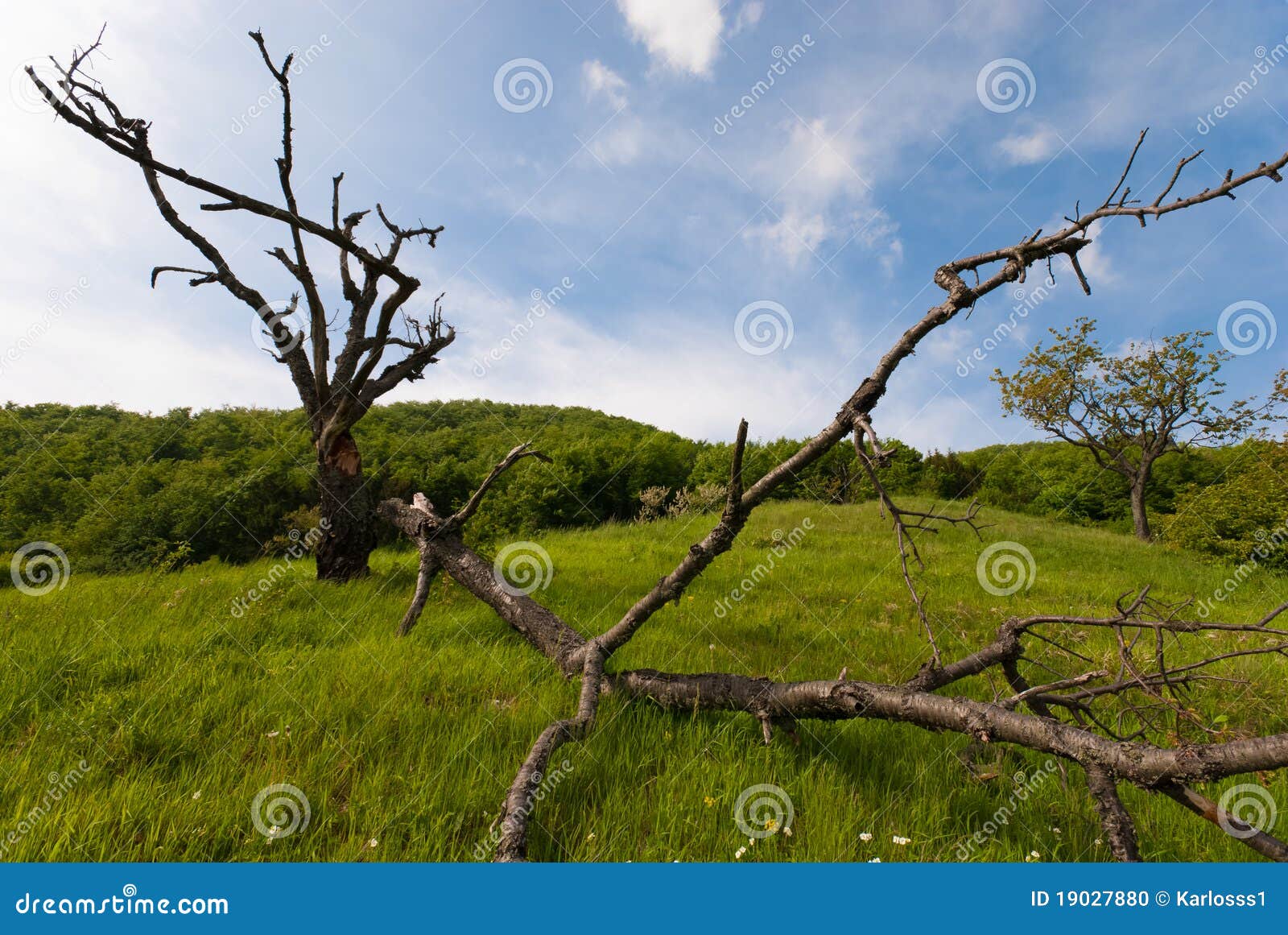 Dry fallen branch stock photo. Image of leaf, park, broken - 19027880