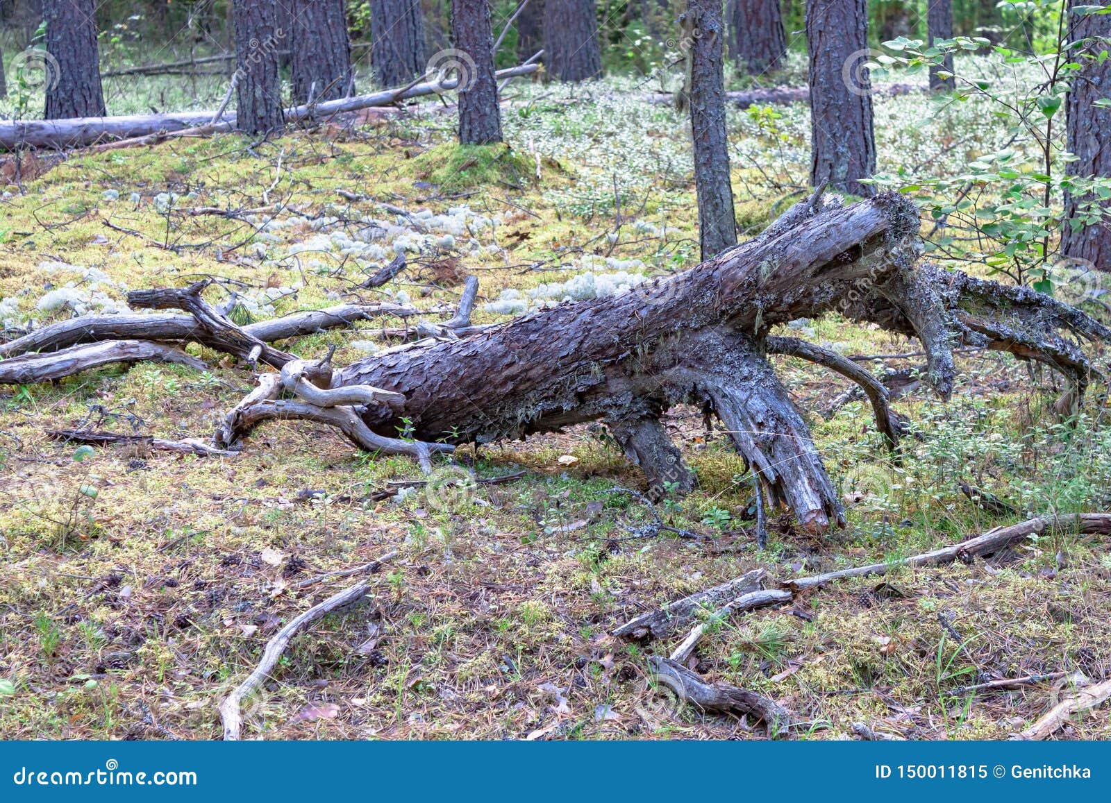 Dry Fallen Dried Dead Tree Snag on the Moss on Coniferous Forest ...