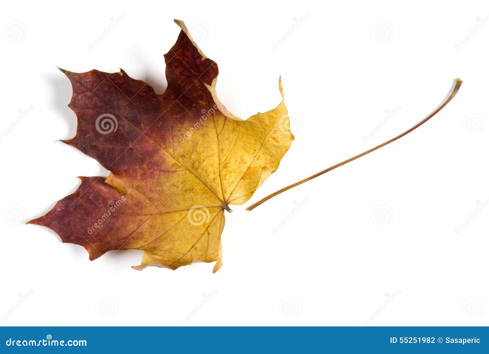 Dry Fallen Leaf Isolated on White Paper Background Stock Photo - Image ...