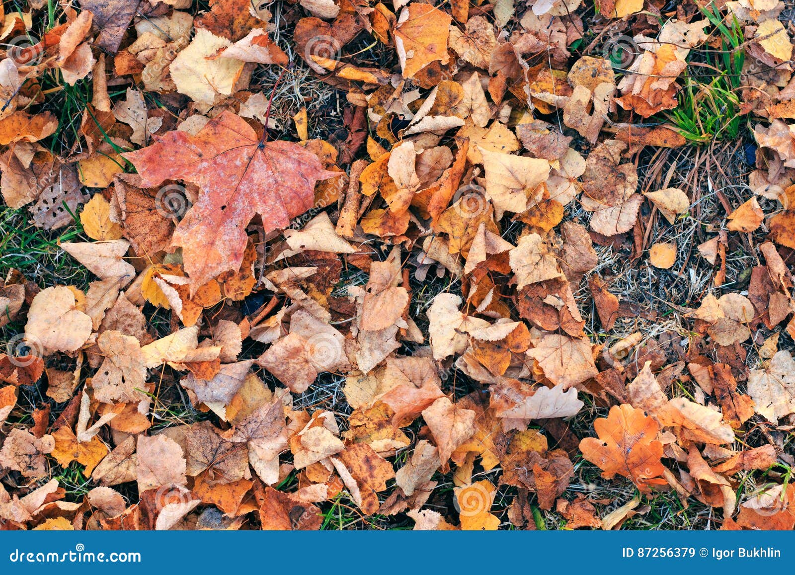 Dry Fallen Leaves in Autumn. Back To School Stock Image - Image of ...