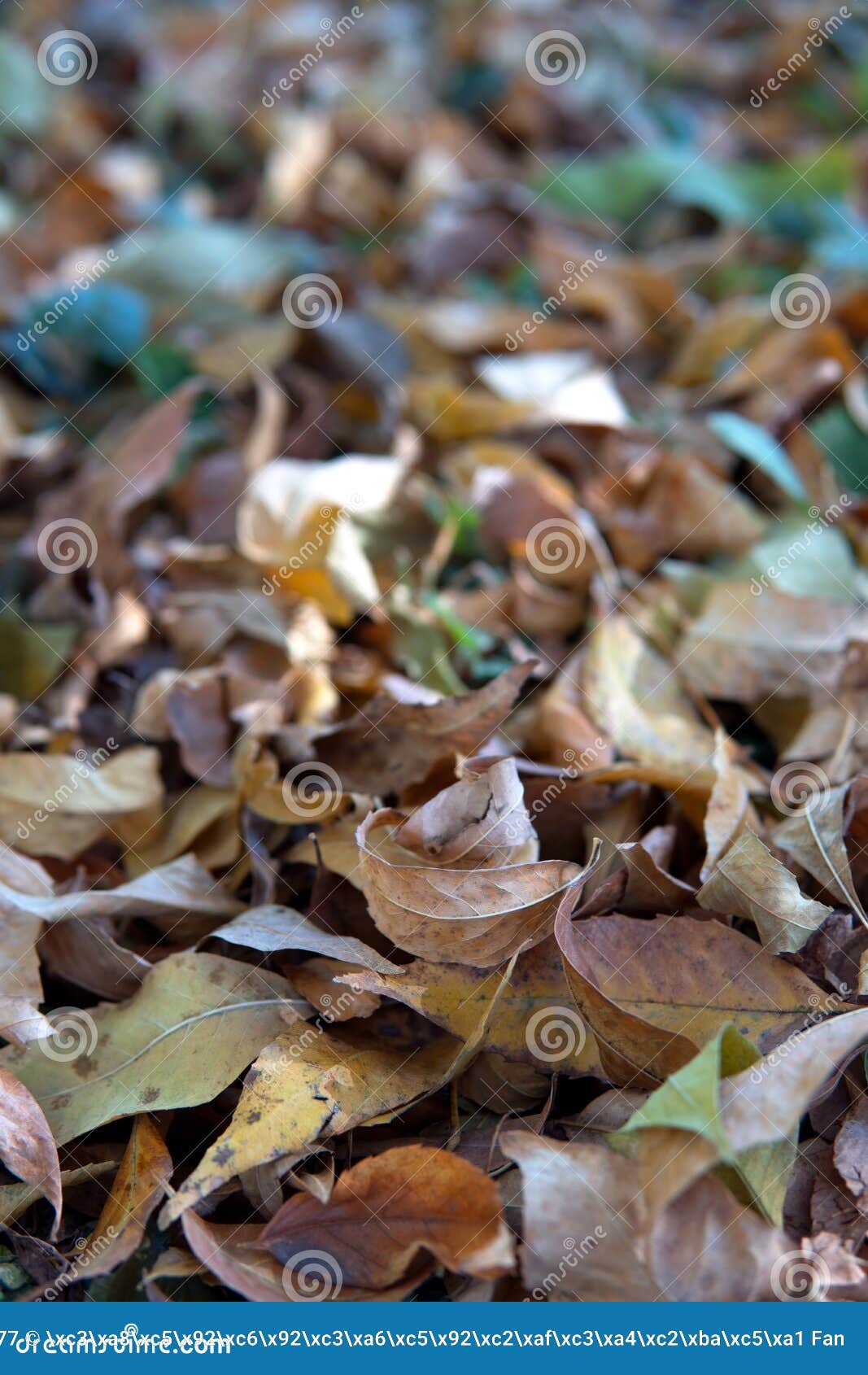 Dry Fallen Leaves Cover the Ground Background Stock Image - Image of ...