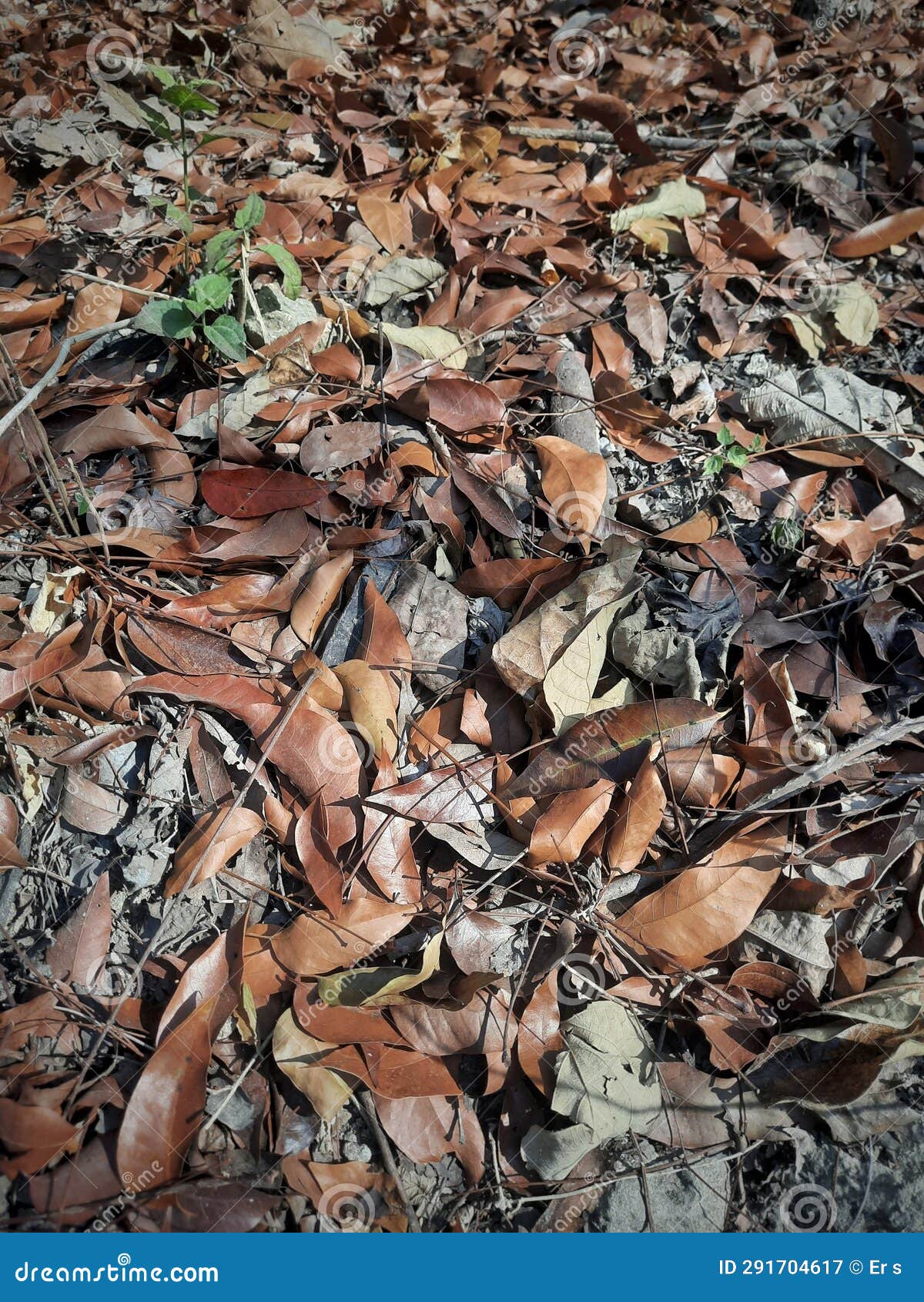 Dry Fallen Leaves Fall To the Ground in the Dry Season Stock Image ...