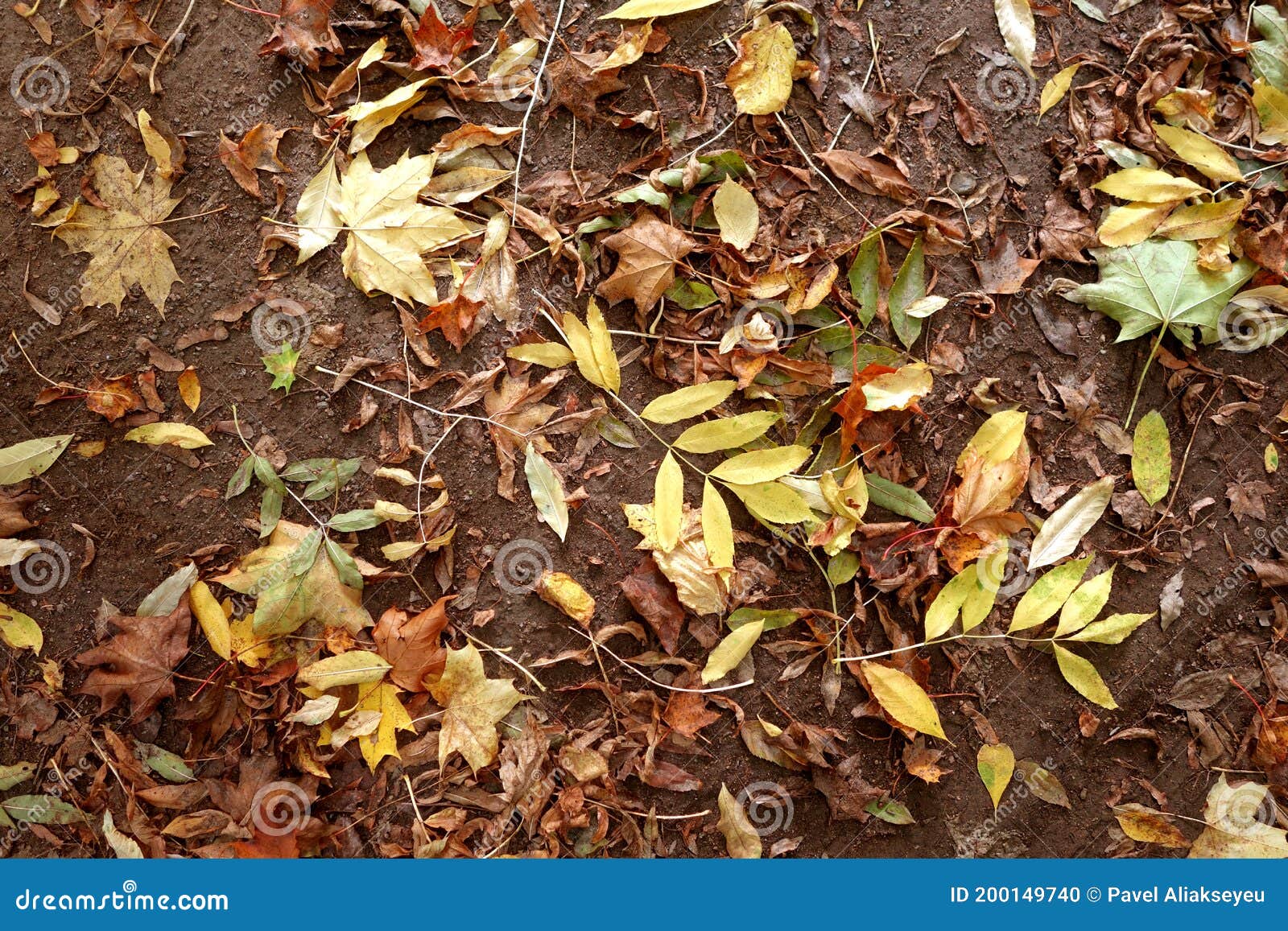 Dry Fallen Leaves on Ground Stock Photo - Image of grass, fall: 200149740