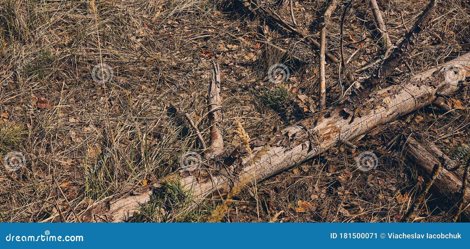 Dry Fallen Log on the Forest Floor Stock Image - Image of natural ...