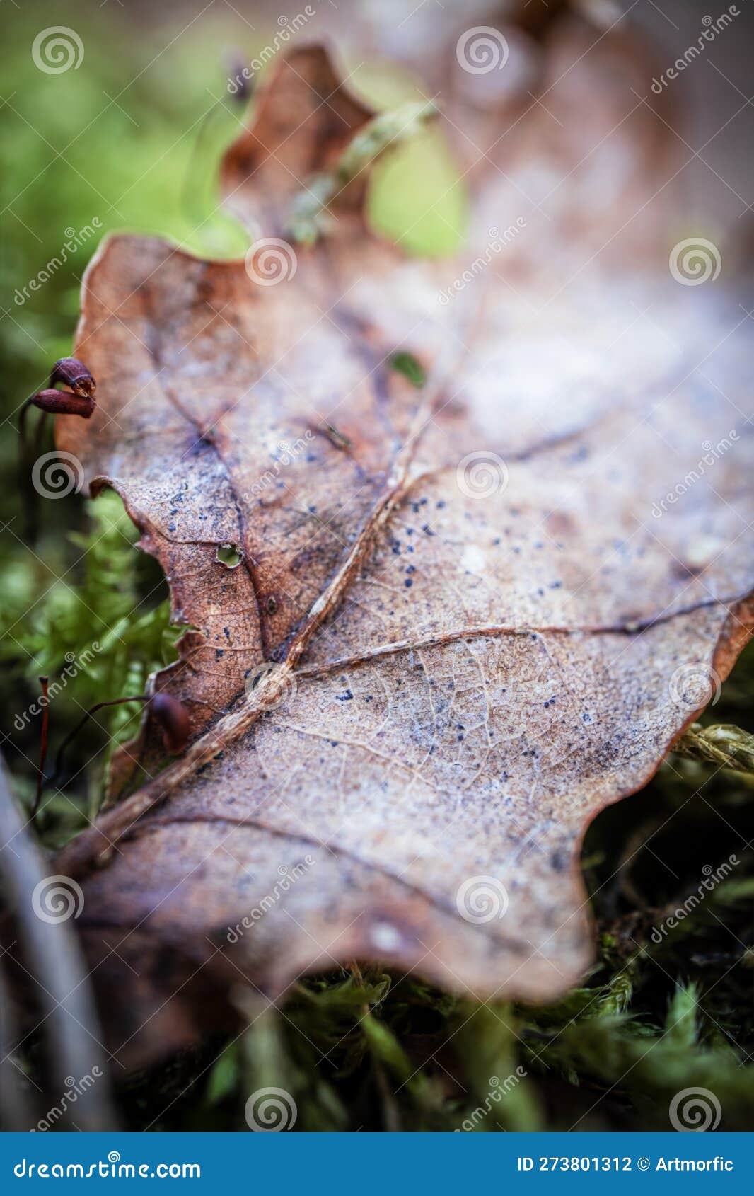 Dry Fallen Oak Leaf on the Ground on Green Moss in Sunlight on Bight ...