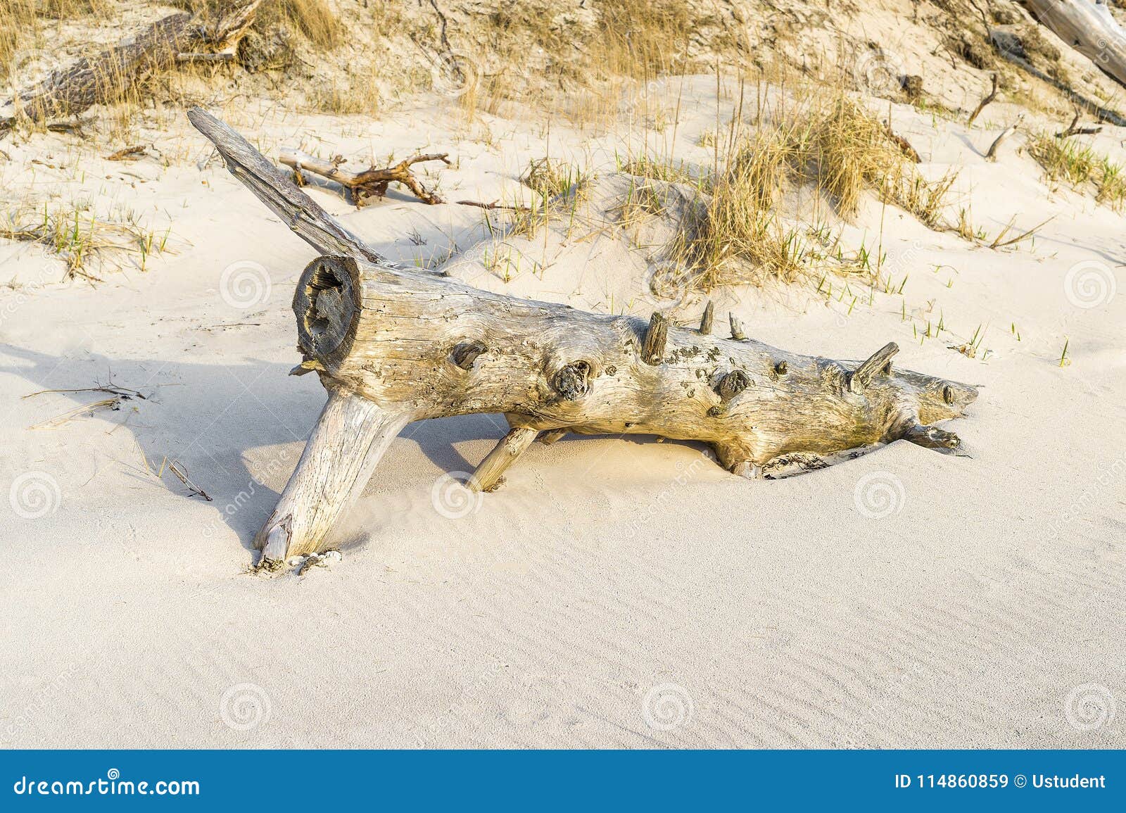 Dry Fallen Tree on the Beach Stock Image - Image of wood, beautiful ...