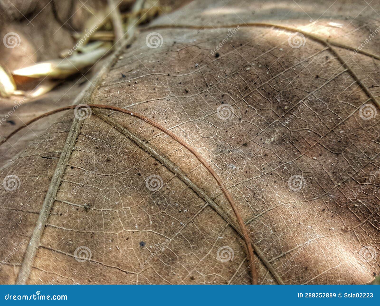 Dry and Fallen Teak Tree Leaves with Dry Leaves and Small Twigs-stock ... Dry and Fallen Teak Tree Leaves with Dry Leaves and Small Twigs-stock ...