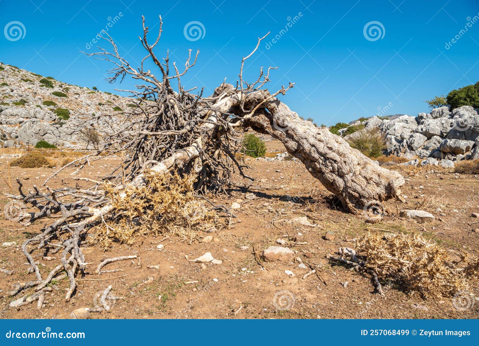 Dry Fallen Tree among Arid Landscape Stock Image - Image of conservation, earth: 257068499