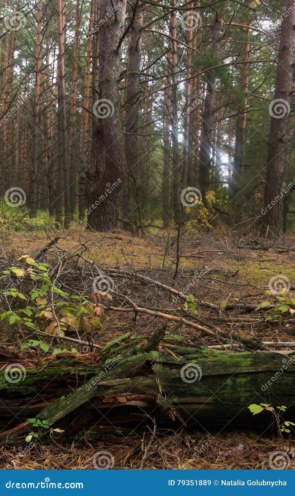 Dry Fallen Tree in Autumn Forest Stock Image - Image of pine, forest ...