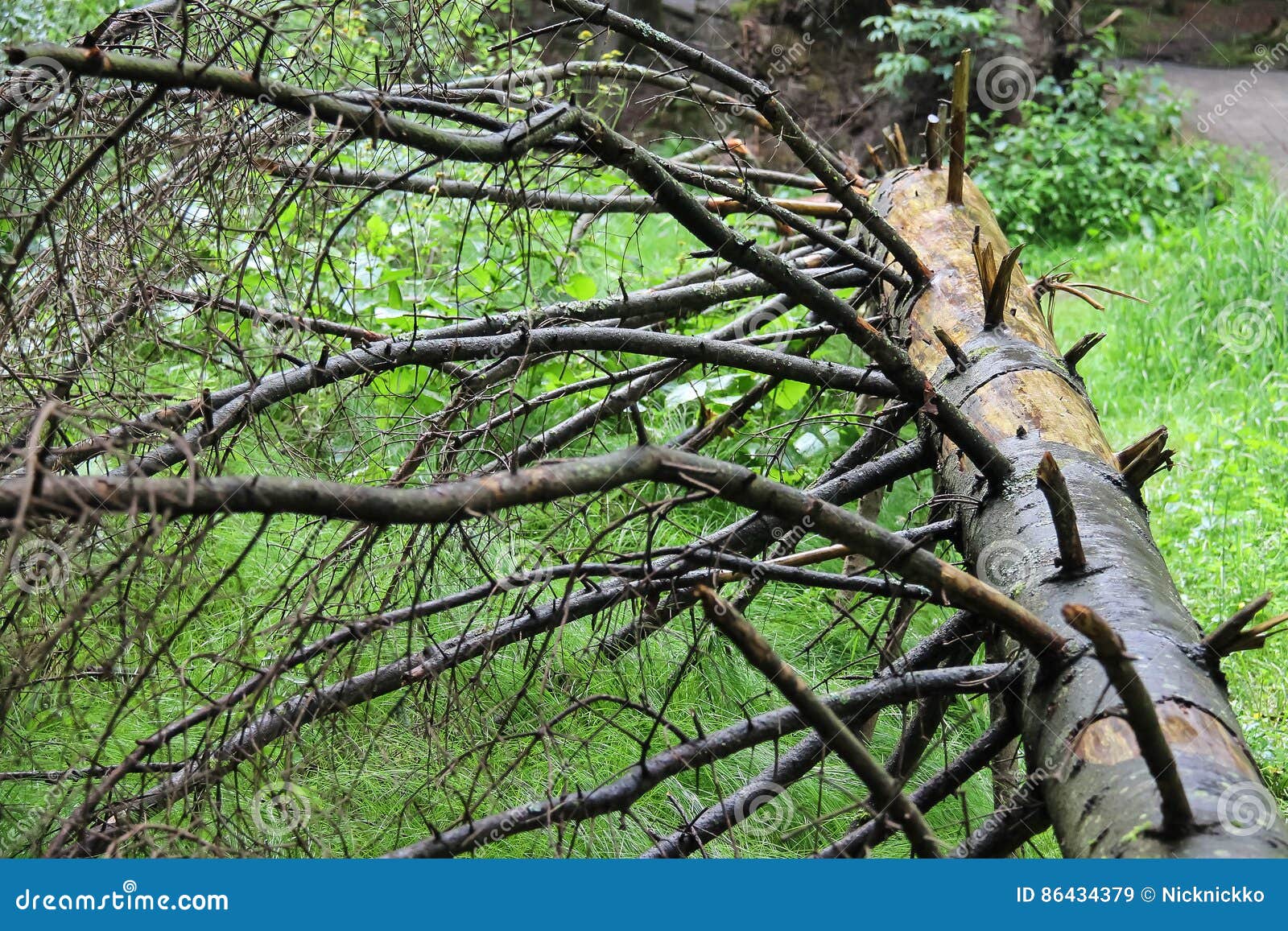 Dry Fallen Tree on the Ground Editorial Stock Image - Image of lumber ...